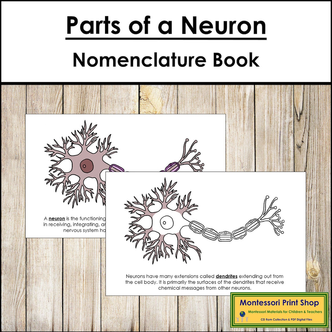 Parts of a Neuron Nomenclature Book - Montessori Science (digital ...