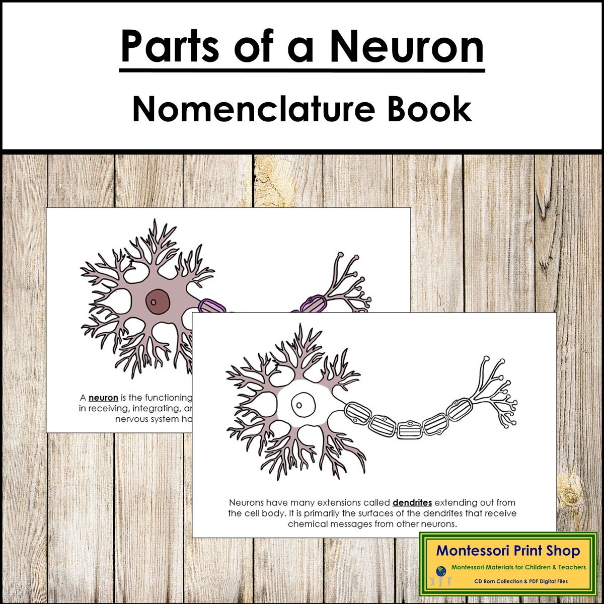 Neuron Parts
