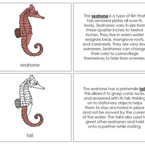 Parts of a Seahorse Nomenclature Book Montessori Zoology Printable ...