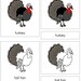 Parts of a Turkey Nomenclature 3-part Cards & Blackline Master ...