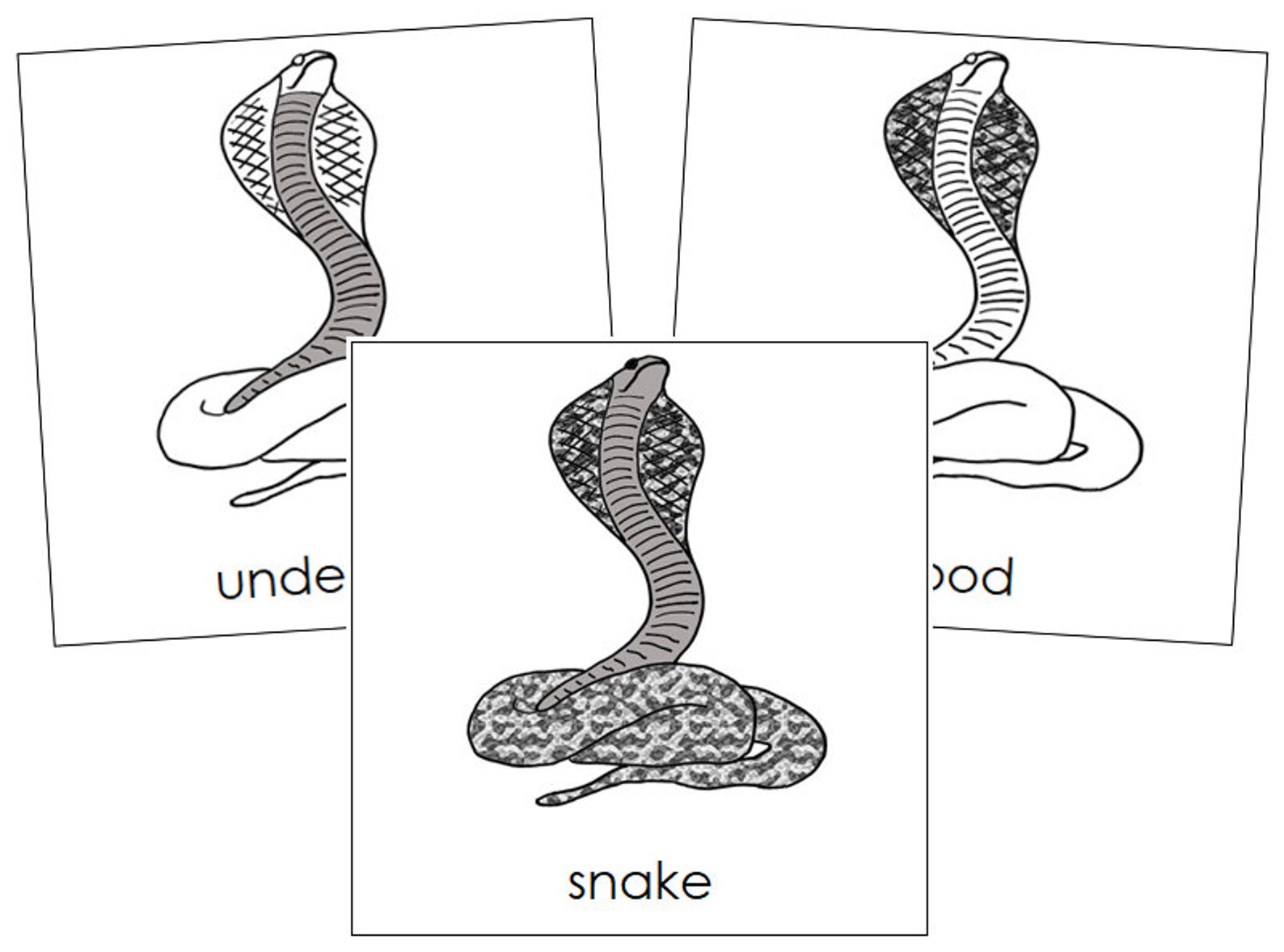 Parts of a Snake Nomenclature 3-part Cards Montessori - Etsy Canada