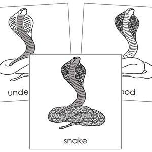 Parts of a Snake Nomenclature 3-part Cards & Blackline Master ...