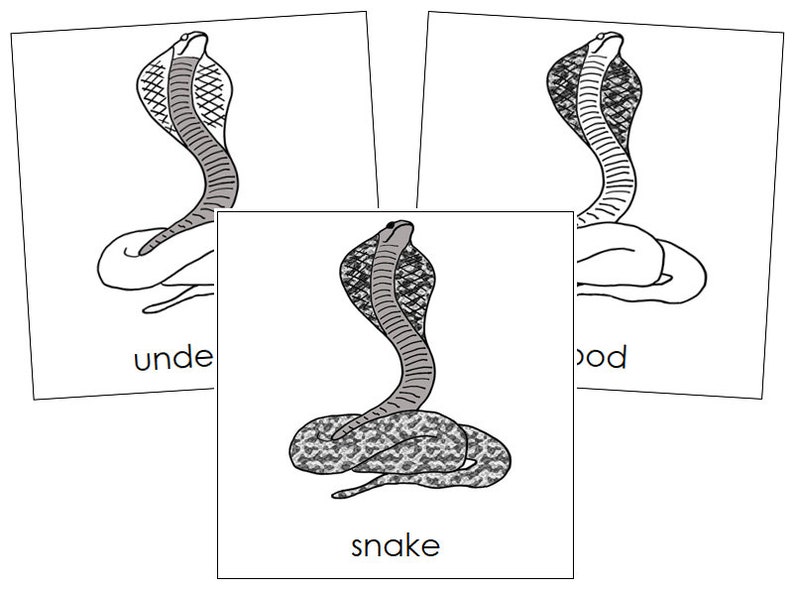 Parts of a Snake Nomenclature 3-part Cards Montessori - Etsy Canada
