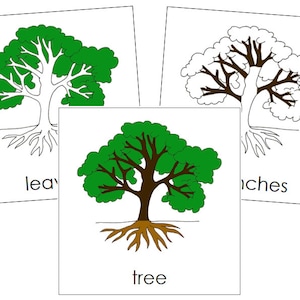 Parts of a Tree Nomenclature 3-part Cards & Blackline Master ...
