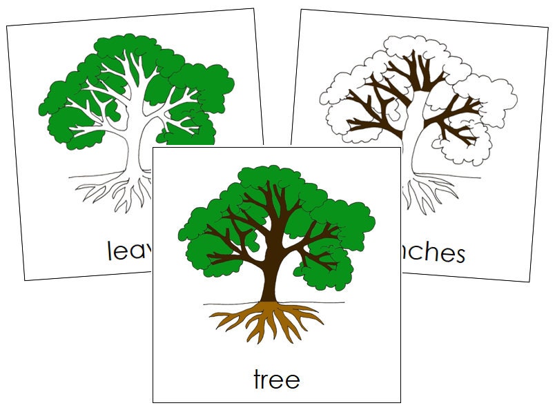 Parts of a Tree Nomenclature 3-part Cards Montessori Botany - Etsy