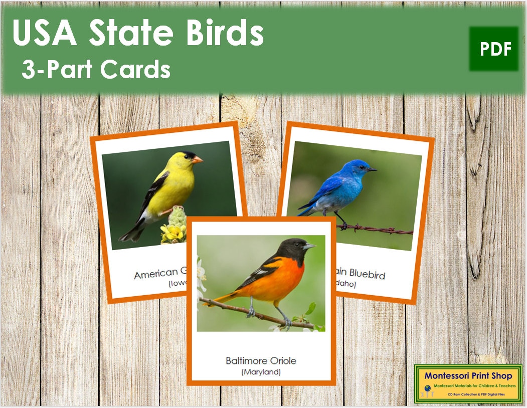 State Birds of the USA 3-part Cards color-coded Animals - Etsy