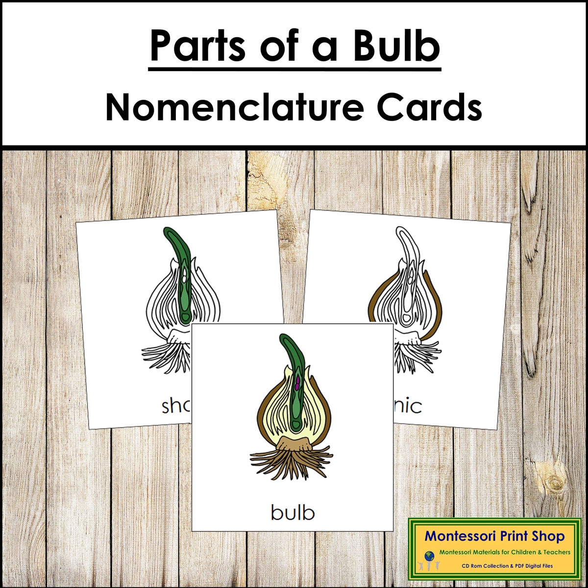 Parts of a Bulb Nomenclature 3-part Cards & Blackline Master ...