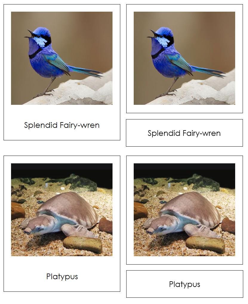 Montessori Vertebrates of Australia Sorting Cards & Chart - Animal ...
