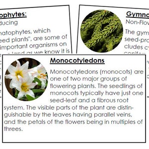 Plant Kingdom Information Cards - Montessori Botany Classification ...
