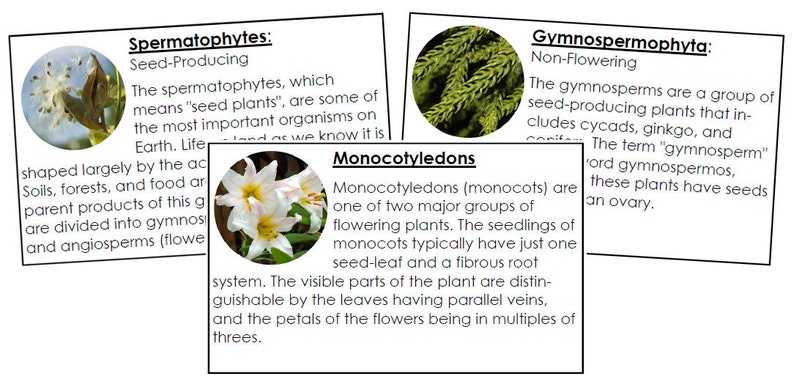 Plant Kingdom Information Cards - Montessori Botany Classification ...