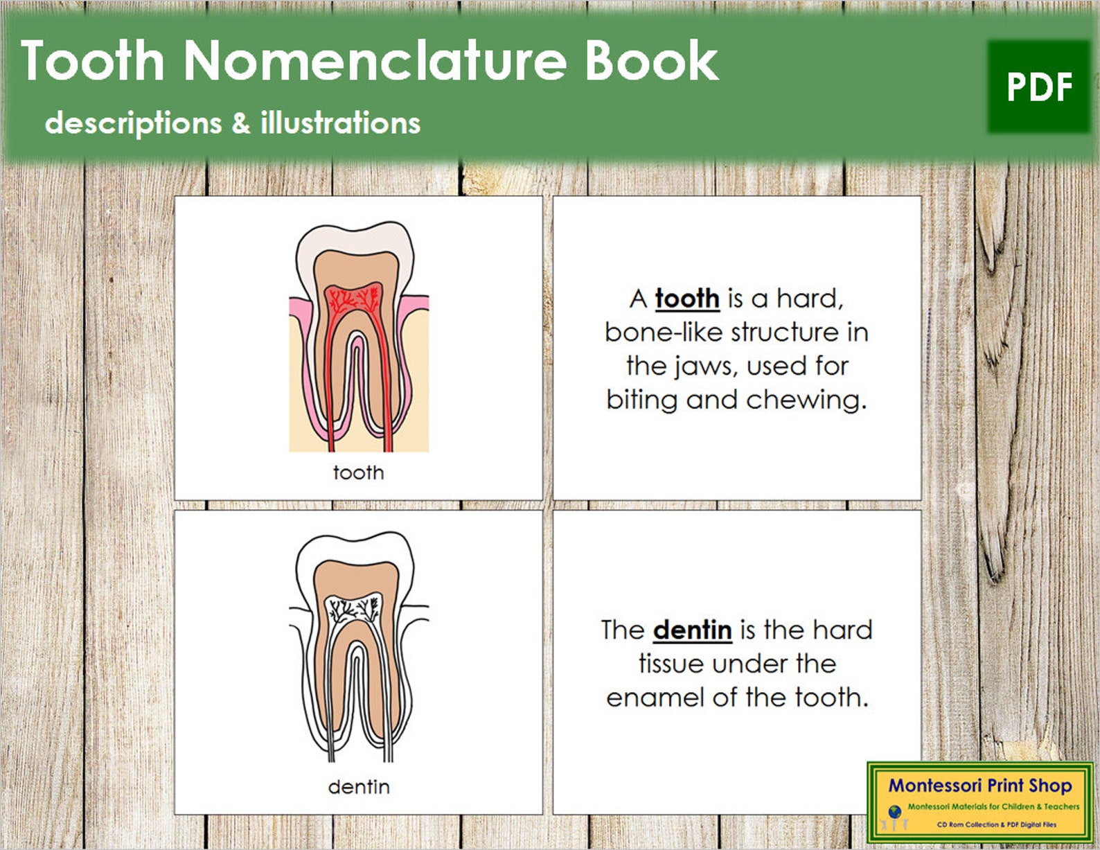 Parts of a Tooth Nomenclature Book Science Printable | Etsy