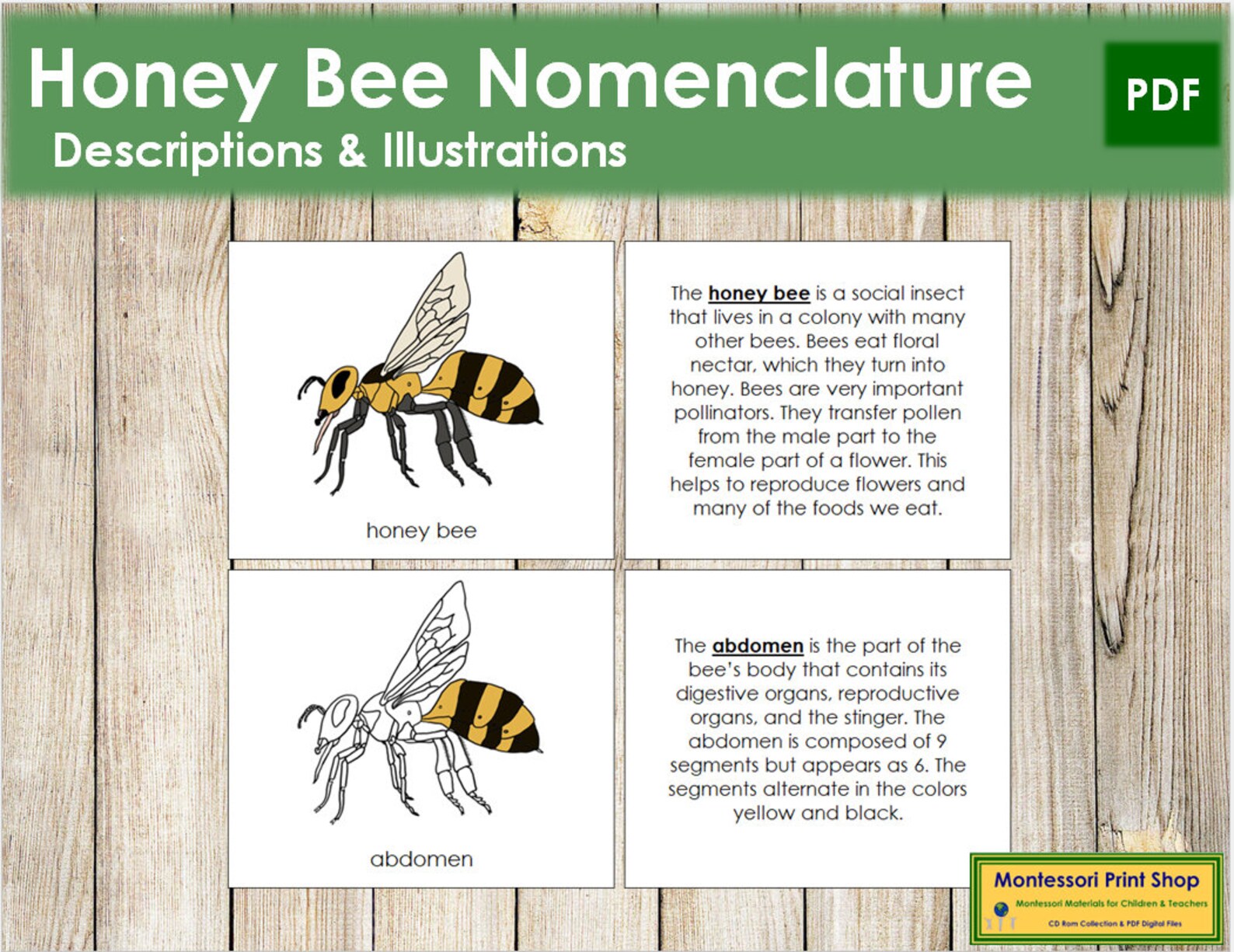 Parts of a Honey Bee Nomenclature Book Montessori Zoology - Etsy