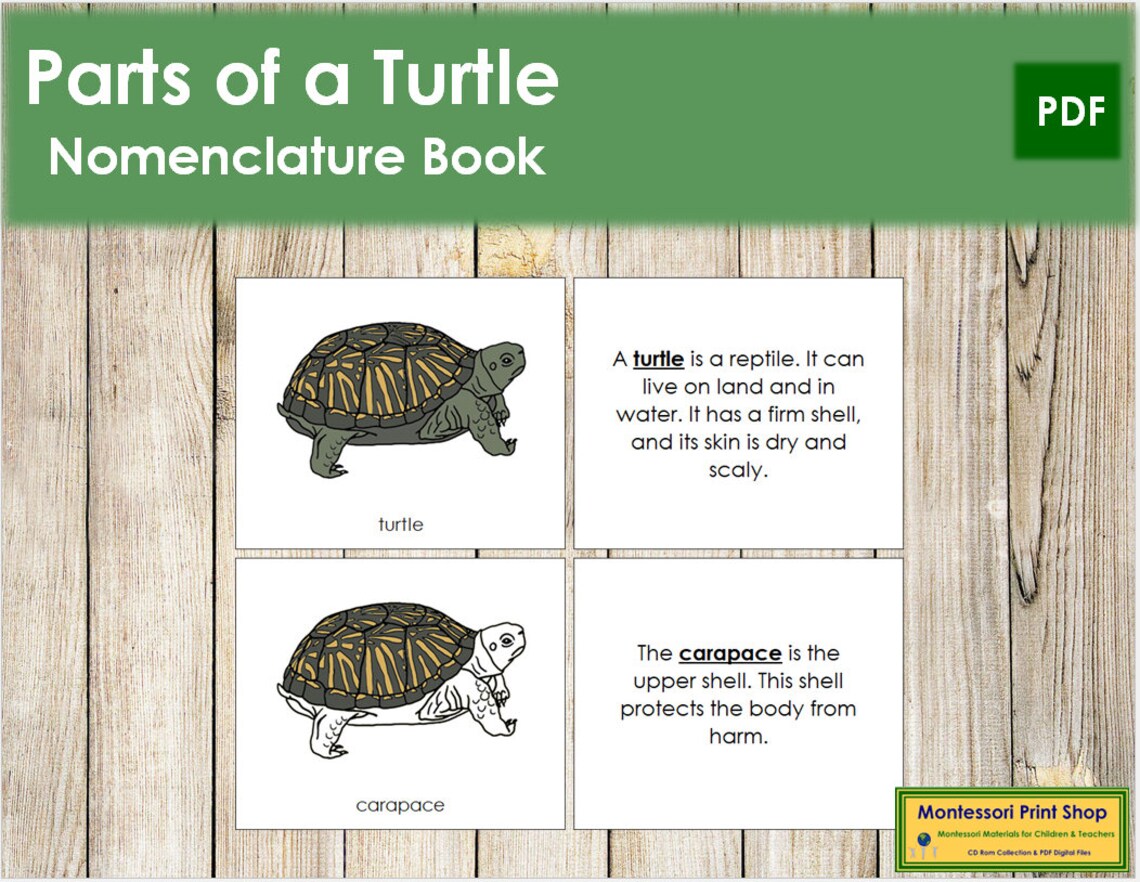 Parts of a Turtle Nomenclature Book Montessori Zoology - Etsy Canada