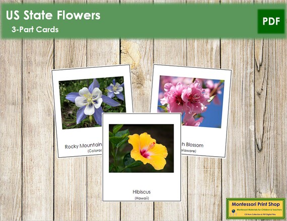 State Flowers of the USA 3-part Cards Botany Printable | Etsy