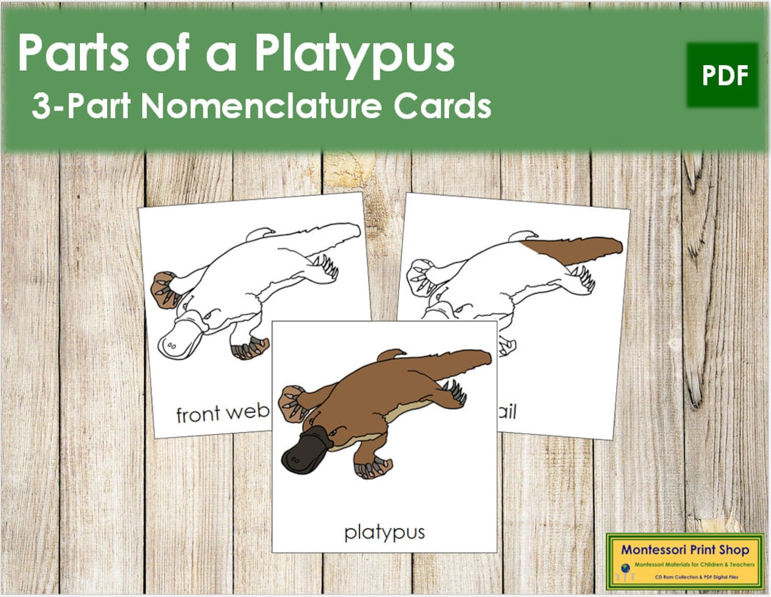 Parts of a Platypus Nomenclature 3-part Cards Montessori - Etsy