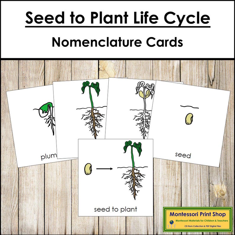 Seed to Plant Life Cycle Nomenclature 3-part Cards & Blackline Master ...