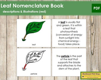 Parts of a Banana Nomenclature Book Montessori Botany | Etsy