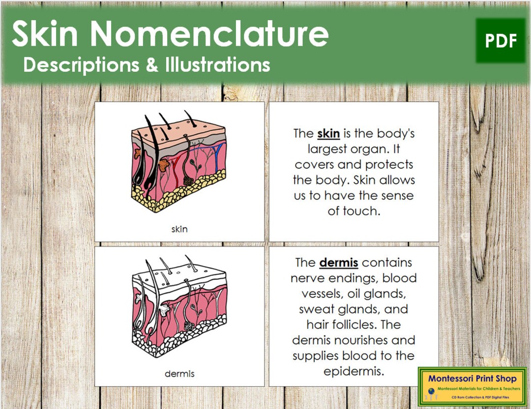 Parts of Skin Nomenclature Book Science Printable - Etsy