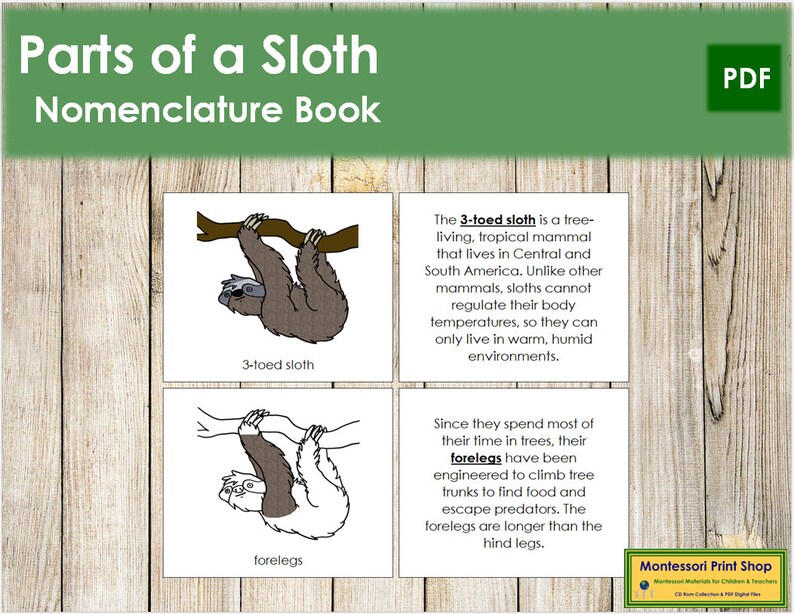 Parts of a Sloth Nomenclature Book Zoology Printable - Etsy