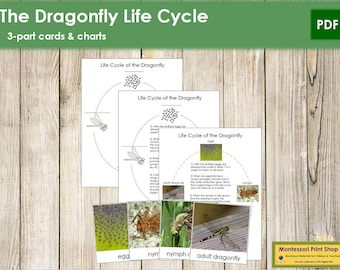 The Salmon Life Cycle 3-part Cards & Charts Montessori | Etsy