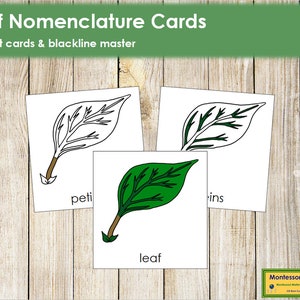 Parts of a Leaf Nomenclature 3-part Cards Montessori Botany | Etsy
