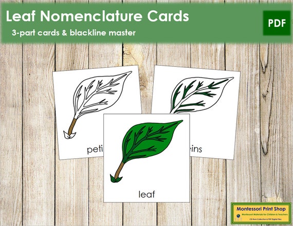 Parts of a Leaf Nomenclature 3-part Cards Montessori Botany | Etsy
