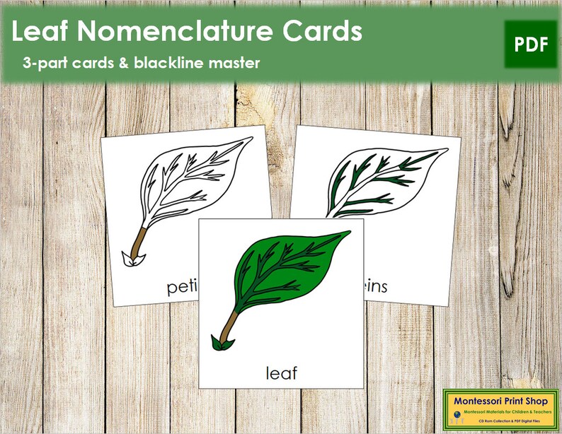 Parts of a Leaf Nomenclature 3-part Cards Montessori Botany | Etsy