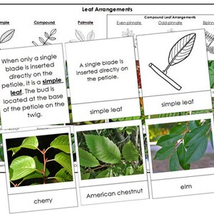 Leaf Arrangements Information, Sorting Cards & Control Chart ...
