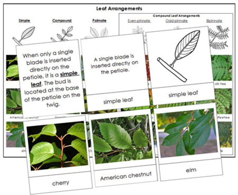 Types of Leaf Arrangements Sorting Cards & Chart - Montessori Botany ...