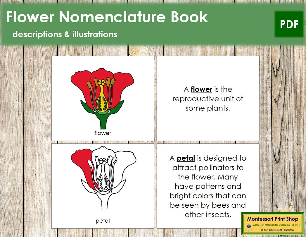 Parts of a Flower Nomenclature Book Montessori Botany | Etsy UK