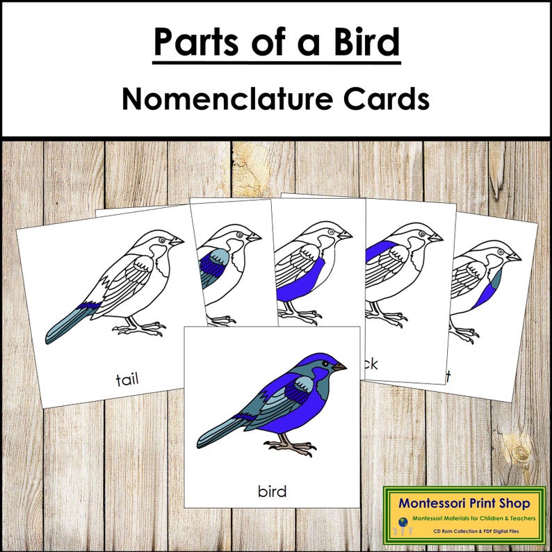 Parts of a Bird Nomenclature 3-part Cards & Blackline Master ...