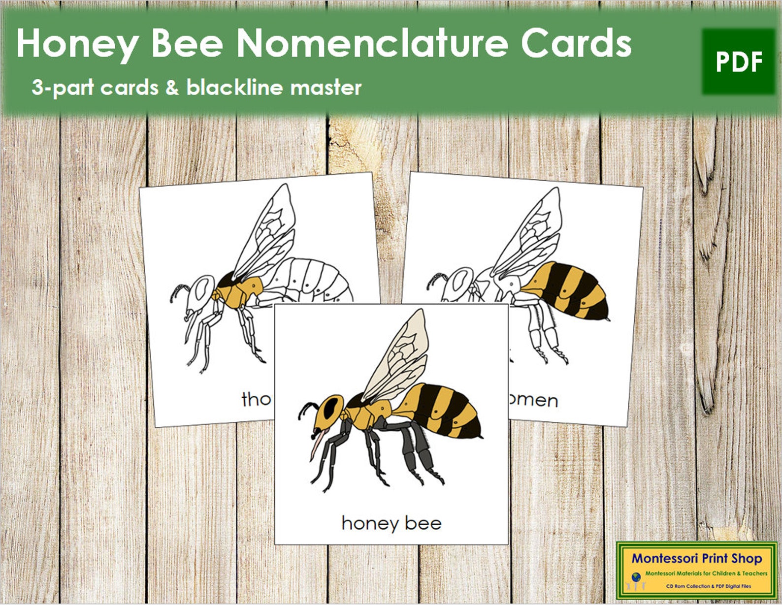 Parts of a Honey Bee Nomenclature 3-part Cards Montessori | Etsy