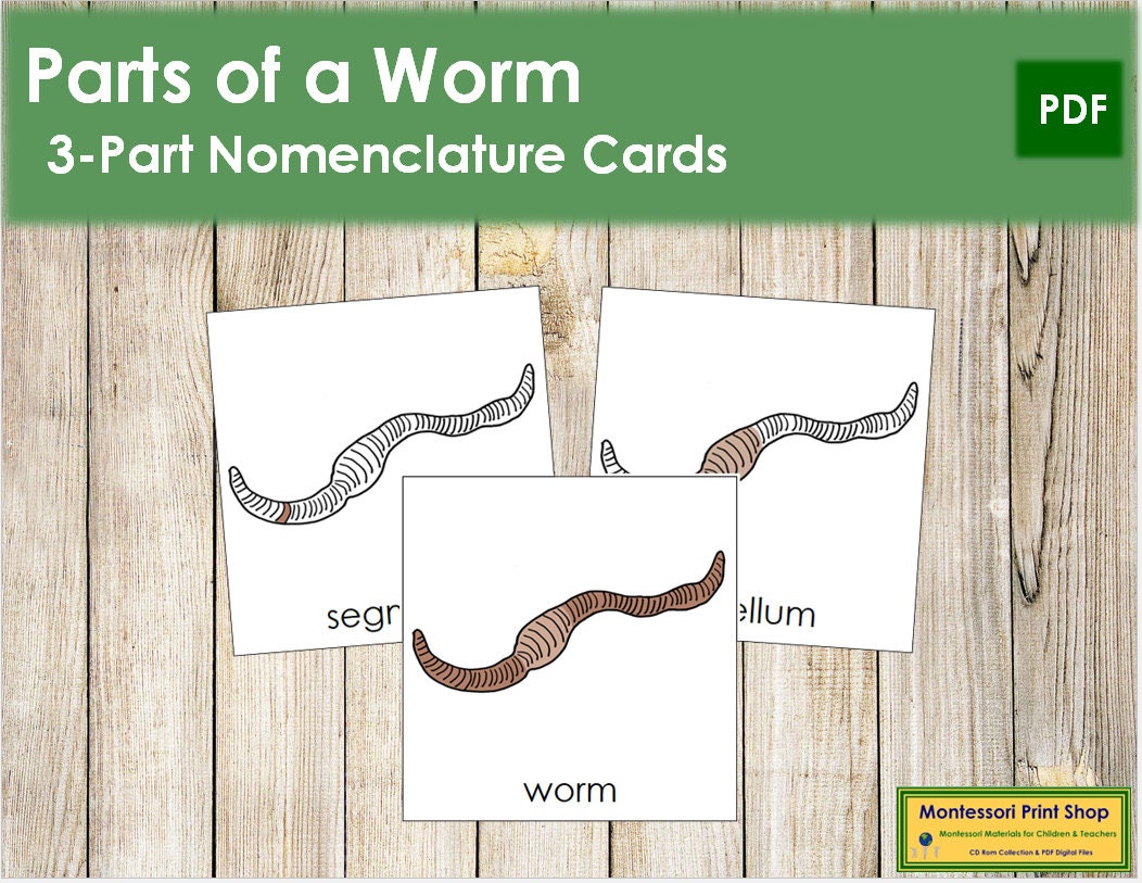 Parts of a Worm Nomenclature 3-part Cards Zoology - Etsy