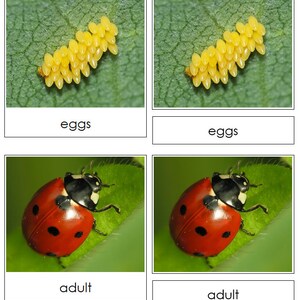 The Ladybug Life Cycle 3-part Cards & Charts - Montessori Nomenclature ...