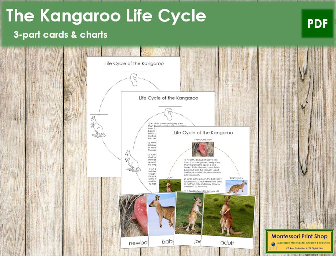 The Kangaroo Life Cycle 3-Part Cards & Charts Montessori | Etsy