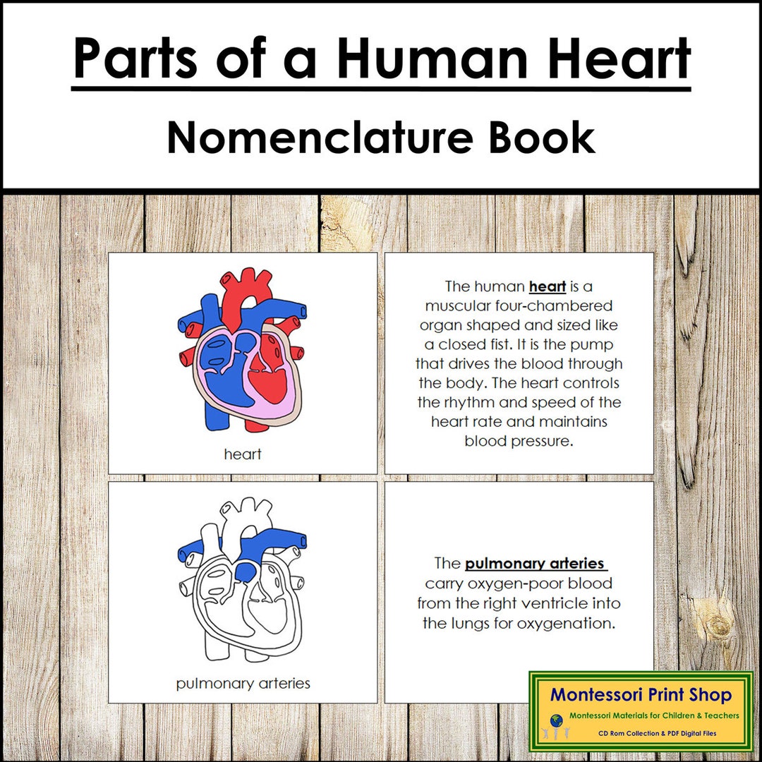 Parts of a Human Heart Nomenclature Book - Science - Printable ...