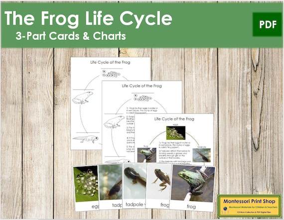 The Frog Life Cycle 3-part Cards & Charts Montessori - Etsy