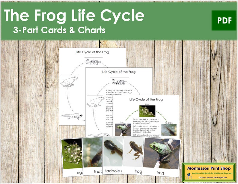 The Frog Life Cycle 3-part Cards & Charts Montessori - Etsy