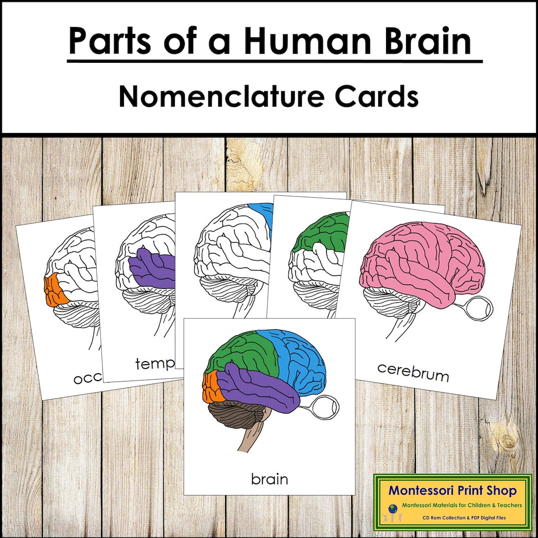 Parts of a Human Brain Nomenclature 3-part Cards & Blackline Master ...