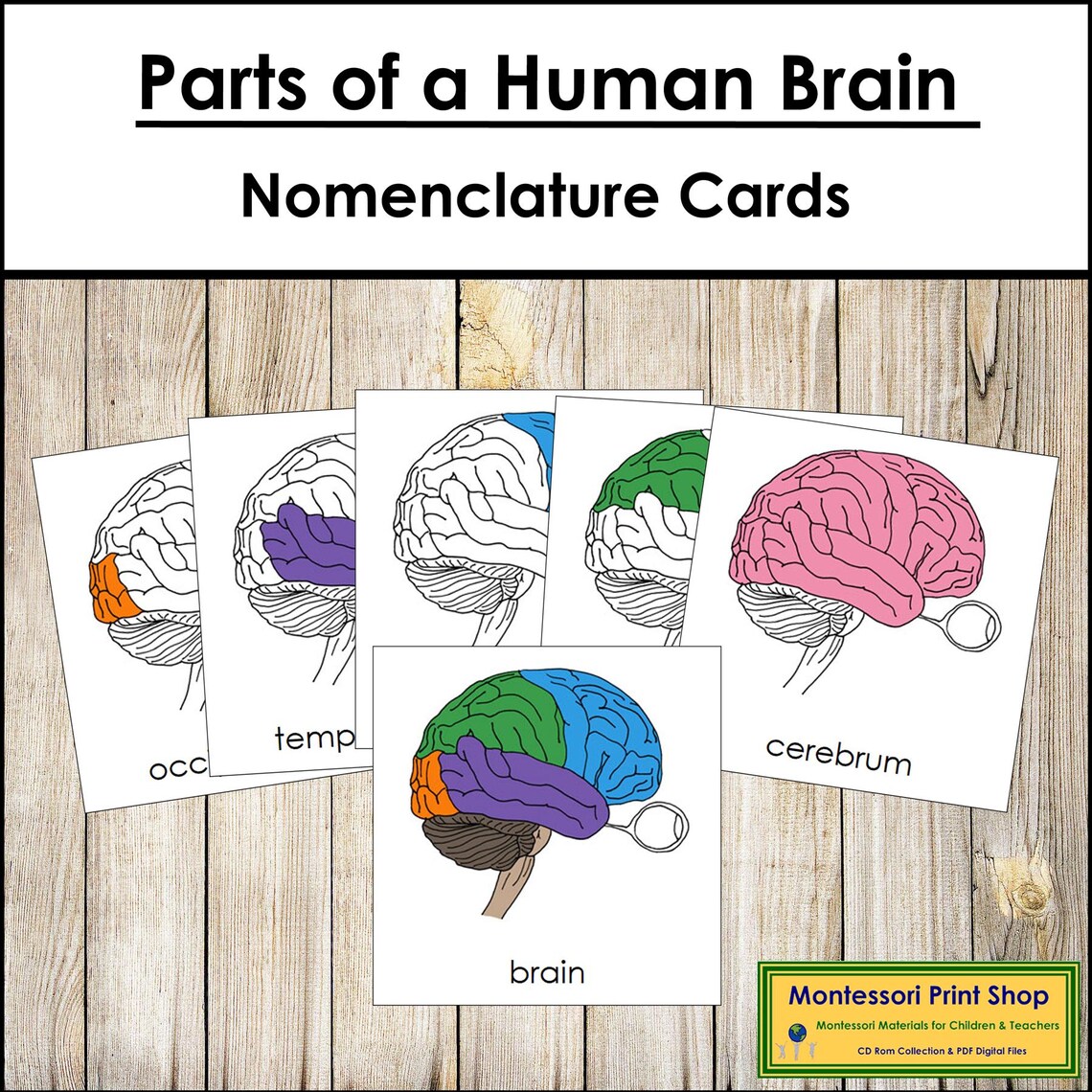 Parts of a Human Brain Nomenclature 3-part Cards & Blackline Master ...