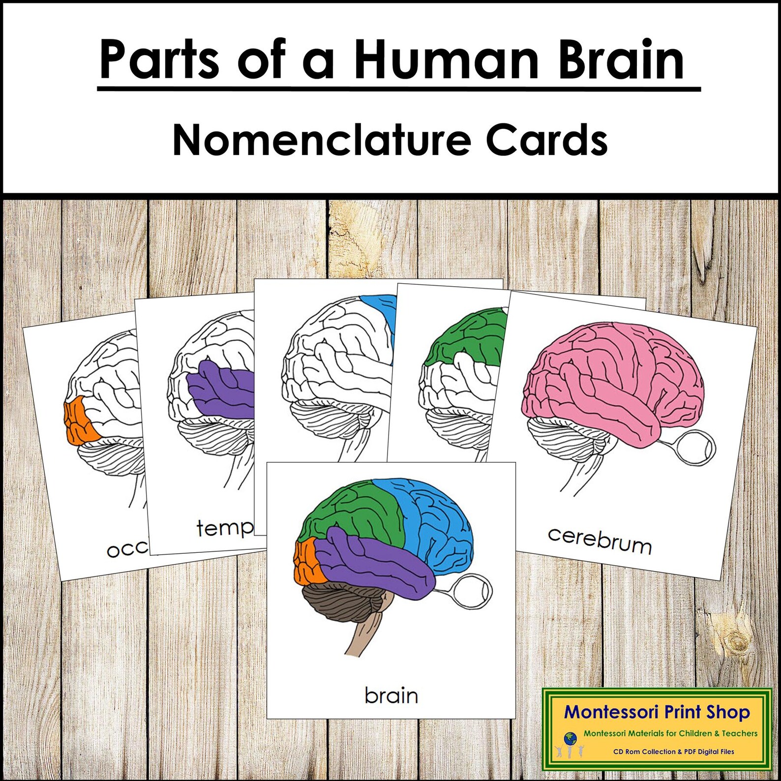 Parts of a Human Brain Nomenclature 3-part Cards & Blackline Master ...
