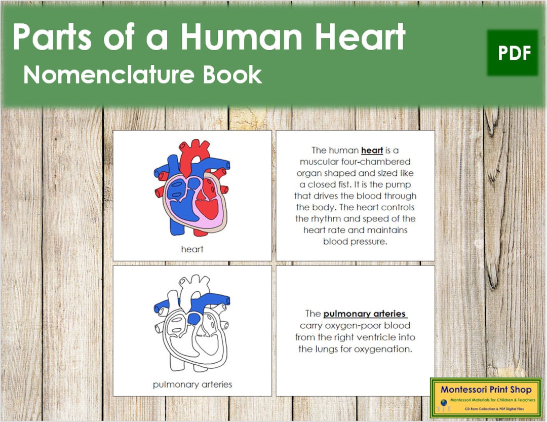Parts of a Human Heart Nomenclature Book Science Printable - Etsy