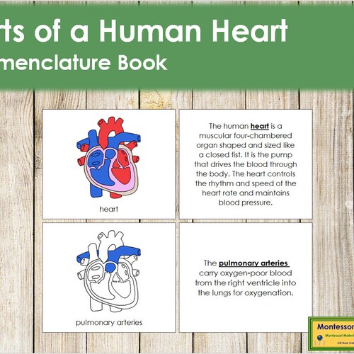 Human Internal Organs Nomenclature Book Science Printable - Etsy