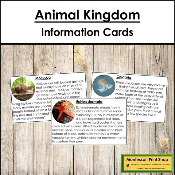 Animal Kingdom For Kids Classification Chart Animal