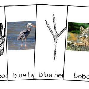 Animal Tracks Matching Cards [footprints] - Montessori Zoology Activity ...
