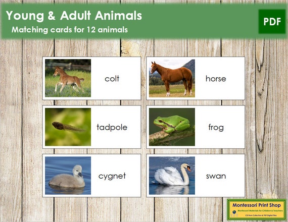 Young & Adult Animal Matching Cards Montessori Grammar | Etsy