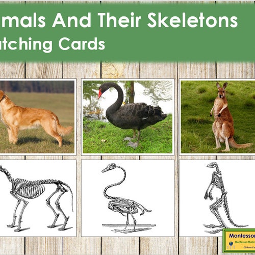 Animals and Their Skin Matching Cards Zoology Printable - Etsy