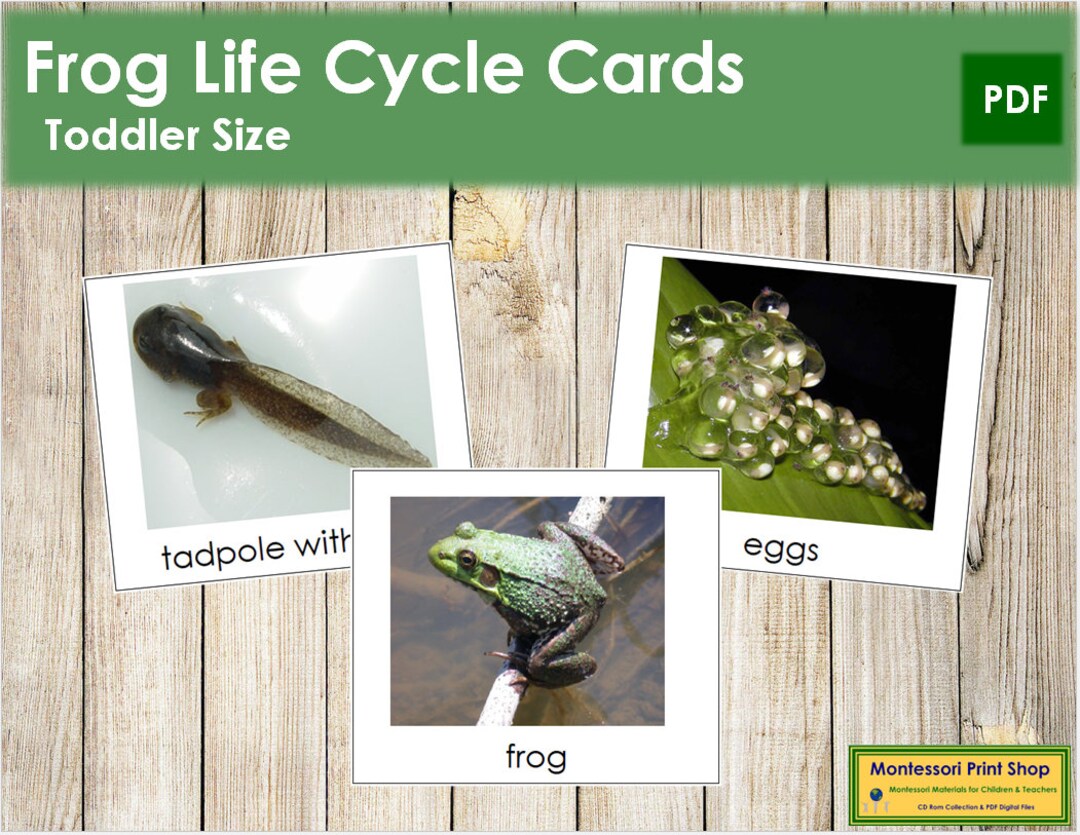 Frog Life Cycle Cards Printable Toddler Montessori Materials - Etsy