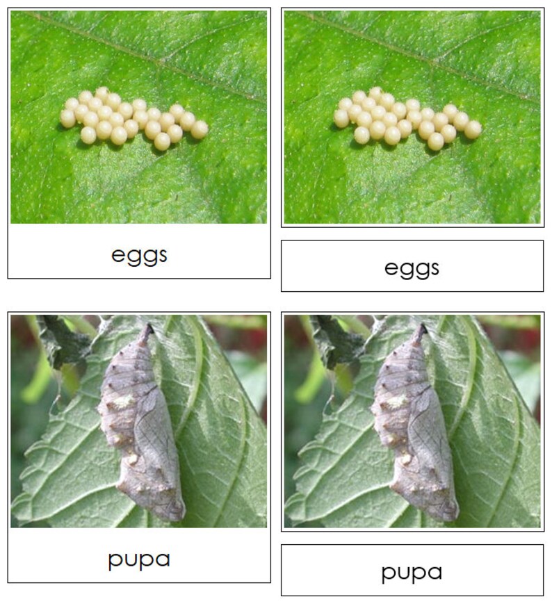 The Butterfly Life Cycle 3-part Cards & Charts Montessori - Etsy