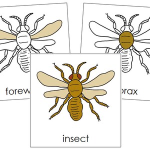 Parts of an Insect Nomenclature 3-part Cards - Montessori Zoology ...